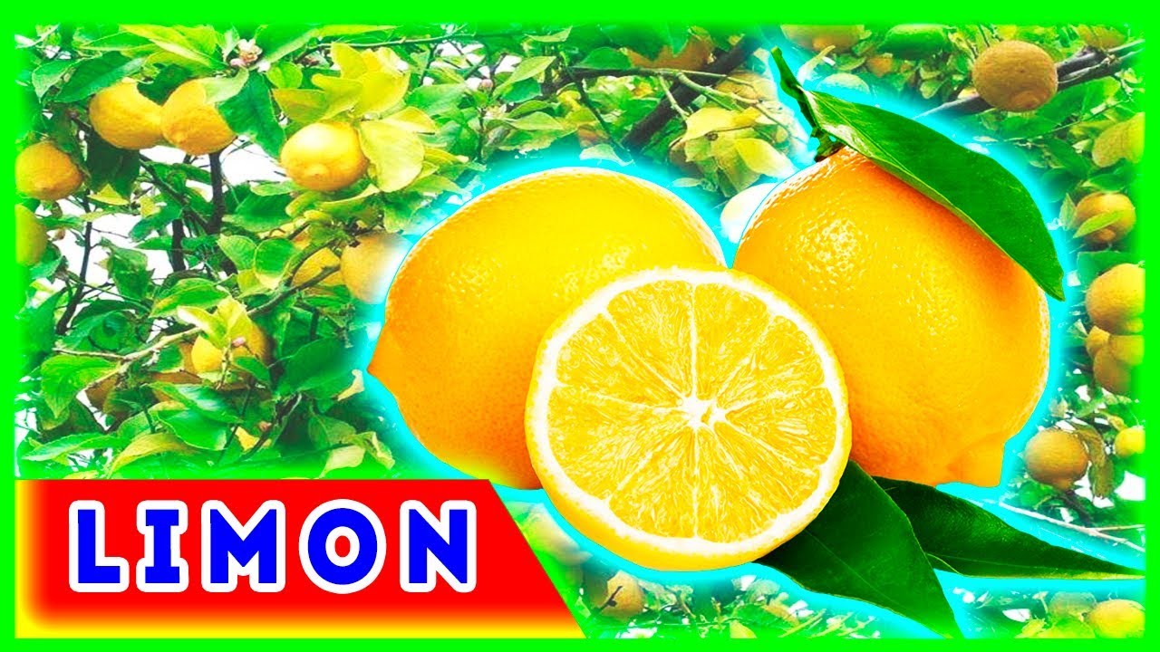 Limon yetishtirish - YouTube