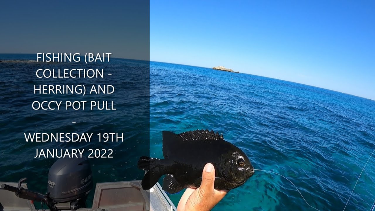 Fishing (Bait collection - Herring) and Occy pot pull - YouTube