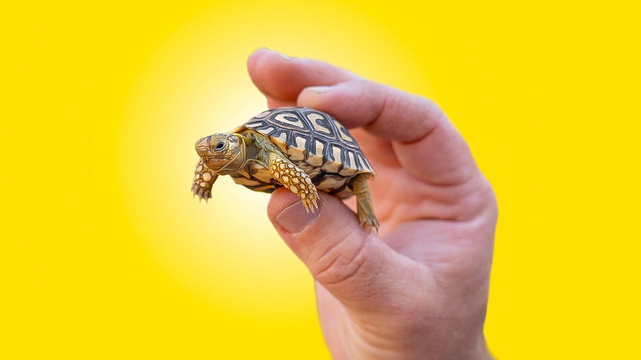 Baby Tortoise Winter Care! Crucial Info for Tortoise Keepers - YouTube