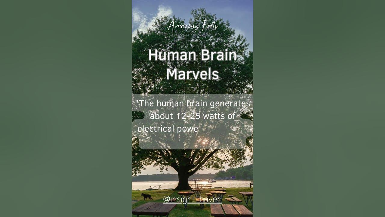 Human Brain Marvels - YouTube