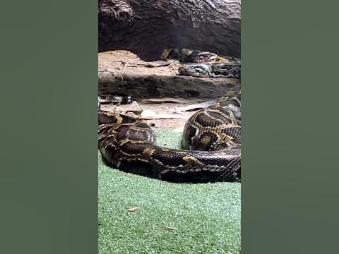 Another Big Python Bigger than my previous post its sleeping - YouTube
