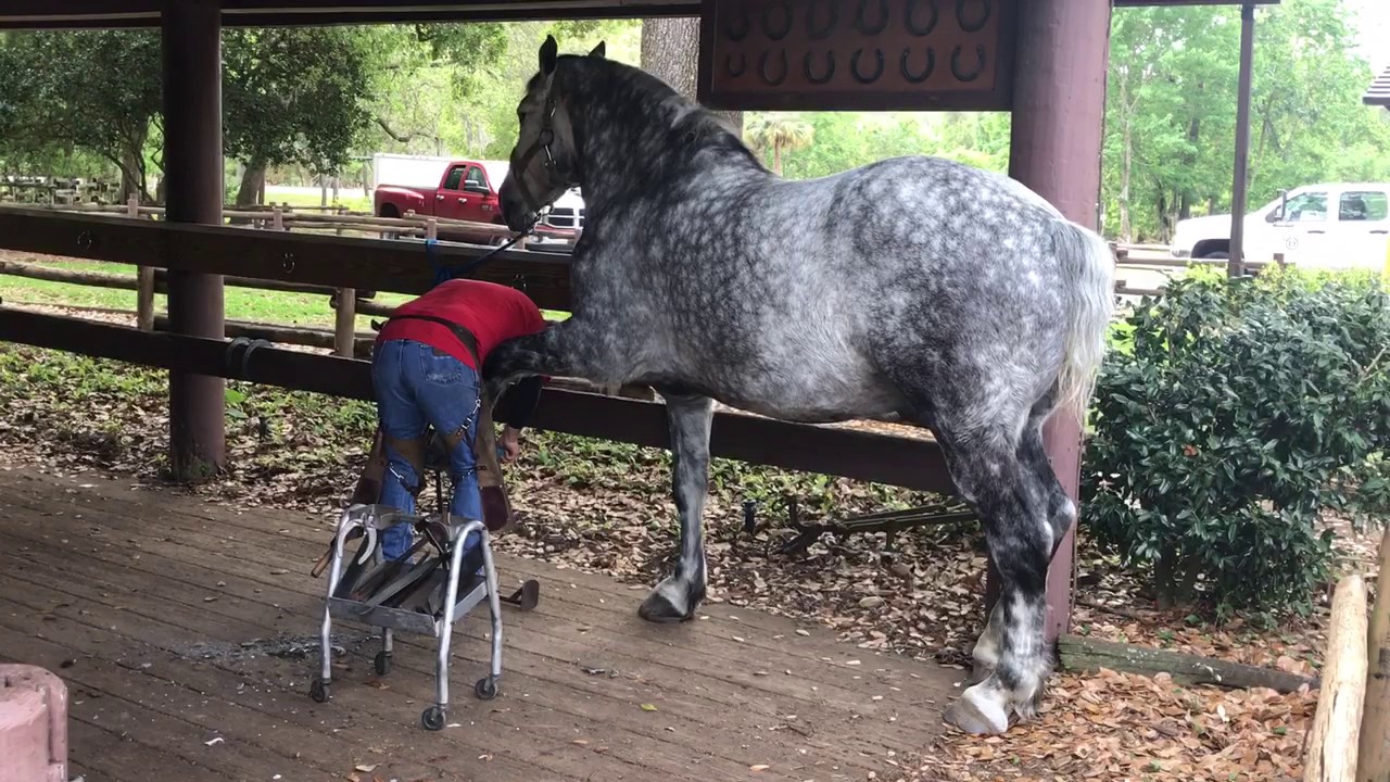 Disney Percheron Draft Horse getting new shoes - YouTube
