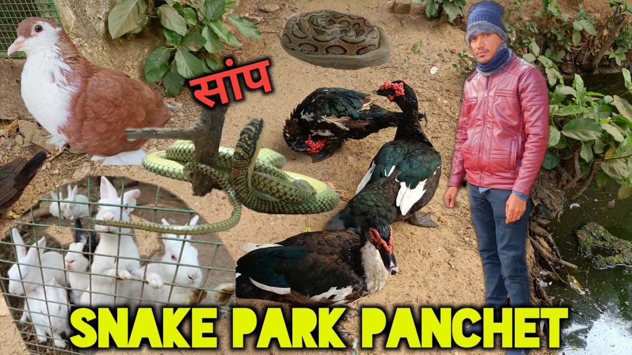 Snake Park Panchet Dam | Vlog | Sajid's Daily Hunt - YouTube