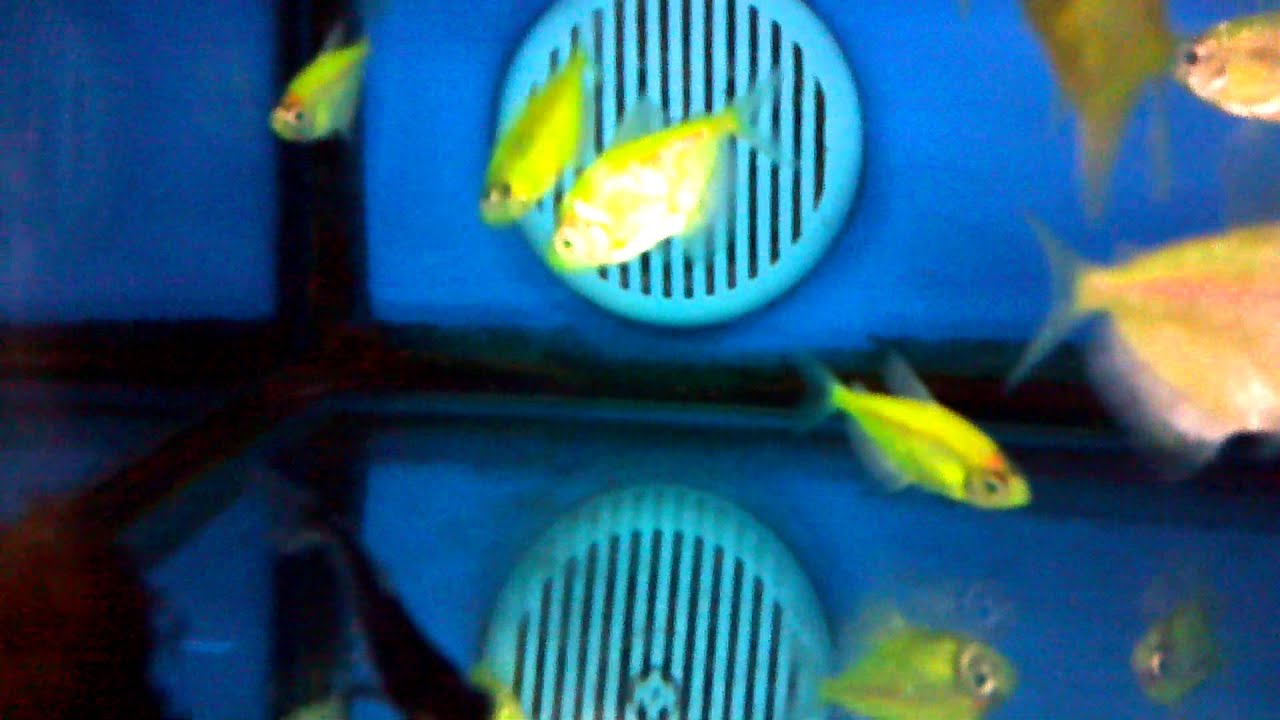 Walmart fish doing flips - YouTube