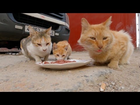 Shy cats share food with the cute cat on one plate. - YouTube