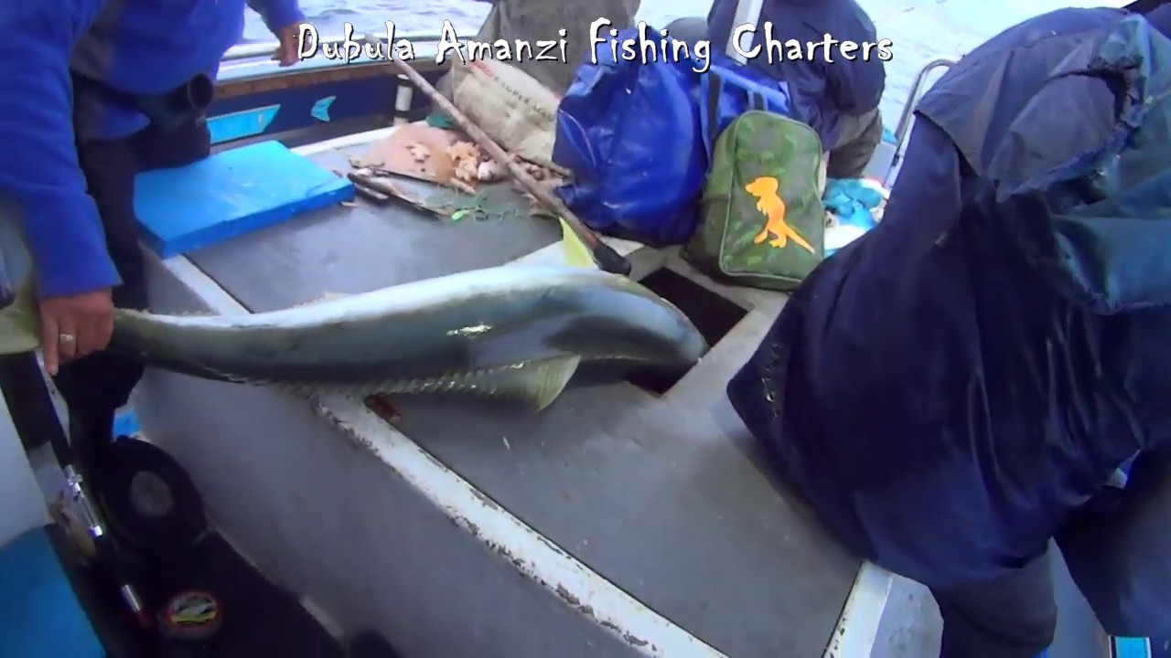 Dubula Daga Salmon Yellowtail Geelbek - YouTube
