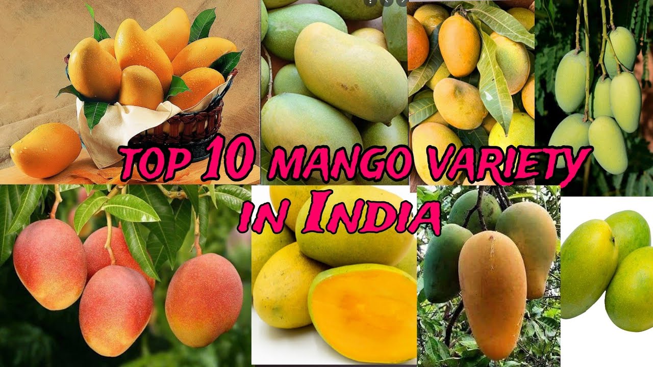 top best mango varieties in India | top varieties of mango in India ...