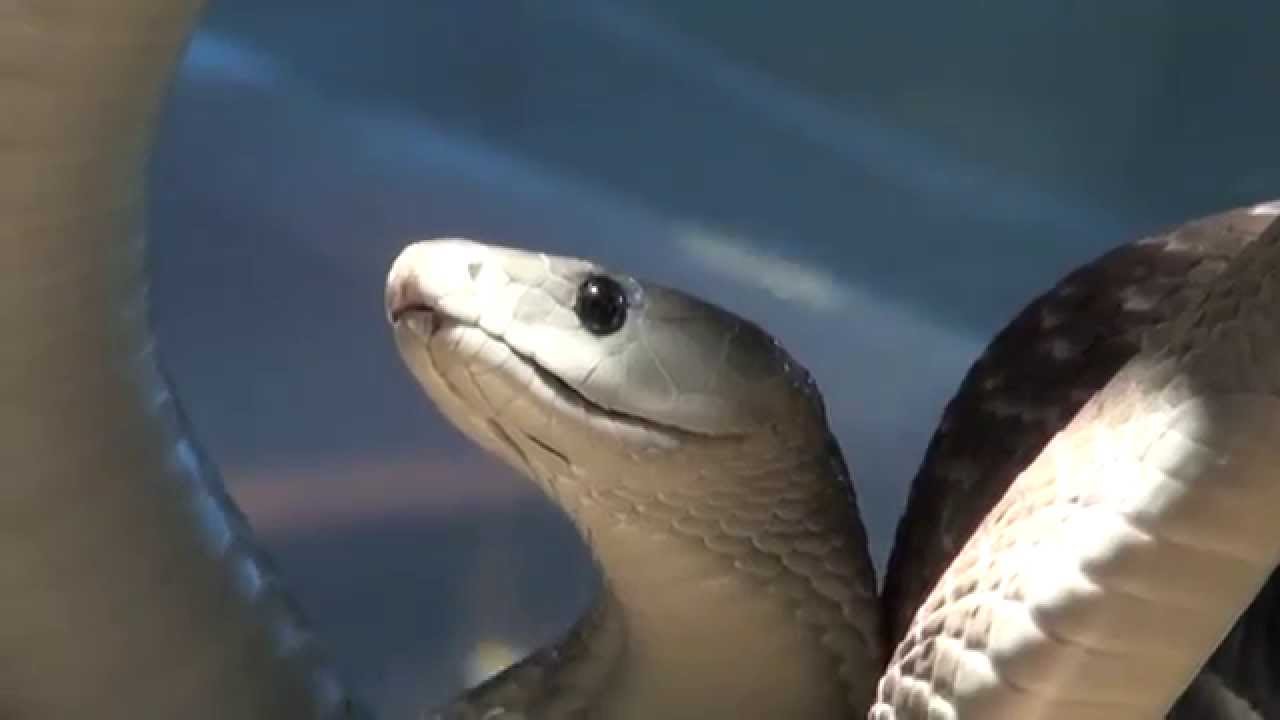 Black Mamba | The Reptile Zoo - YouTube