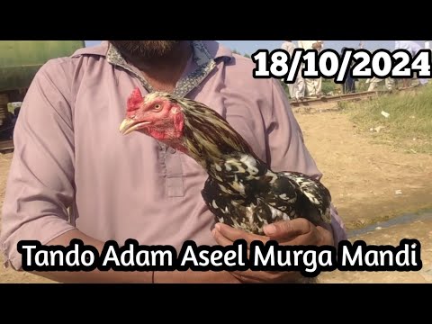 Tando Adam Murga Mandi Update || Aseel Murga|| Sindhi Murga|| # ...