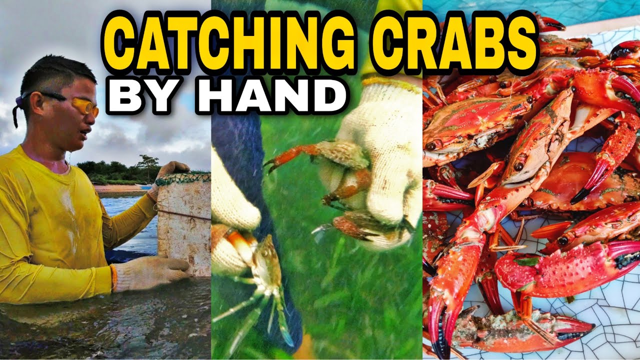 Catching Crabs by Hand in Botigues Island | Bantayan Cebu - YouTube