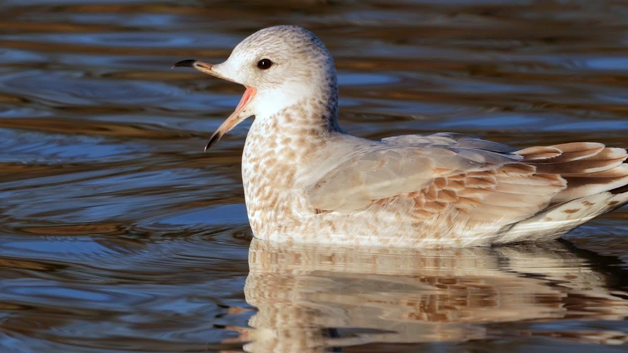 Common Gull Preening and Swimming in the Morning Sun | Scotland - YouTube