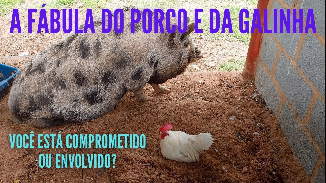 A FÁBULA DO PORCO E DA GALINHA - VOCÊ ESTÁ COMPROMETIDO OU ENVOLVIDO ...