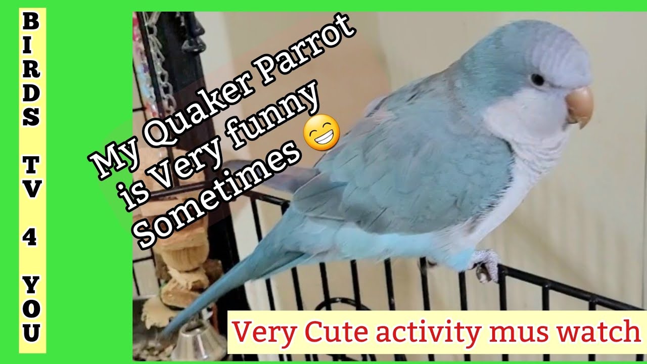 Blue Quaker Parrot | Funny and Cute activity - YouTube