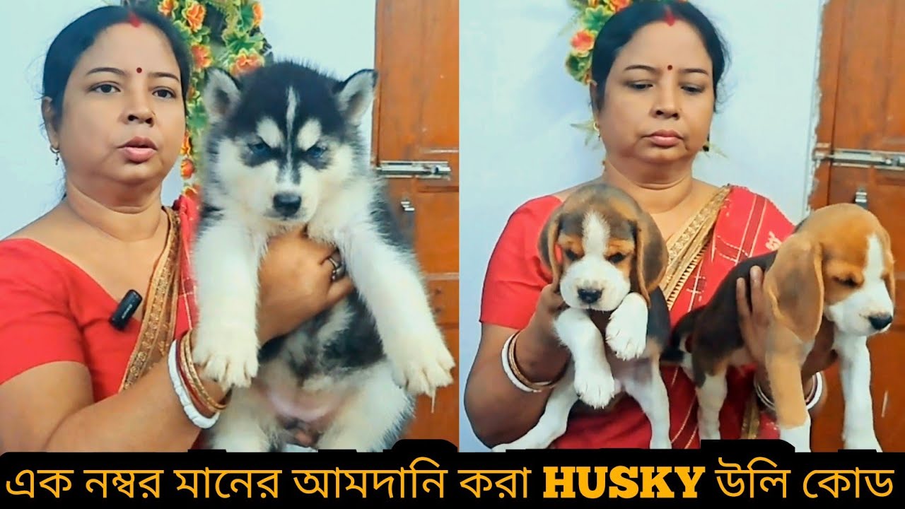 Husky ORIGINAL puppies || IMPORTED quality beagle puppies - YouTube