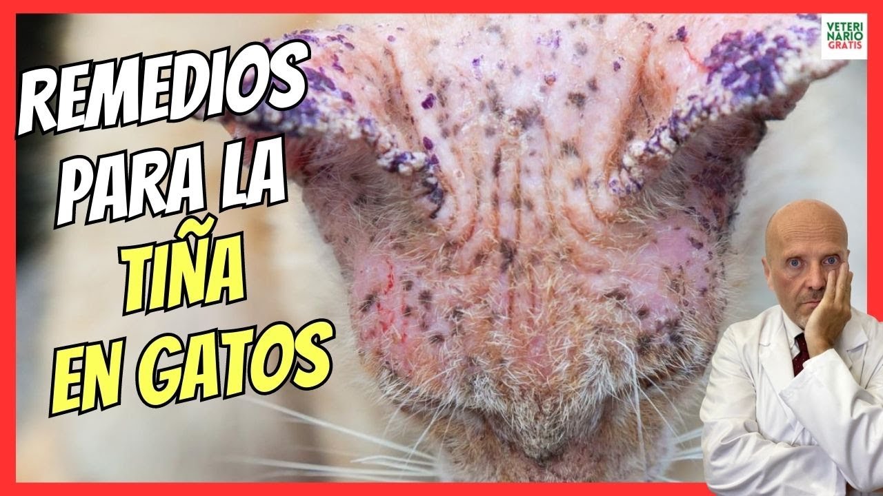 💝 REMEDIOS CASEROS PARA LA TIÑA (LOS HONGOS) EN GATOS 💝 - YouTube