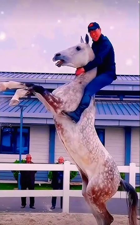 Arabian horse jumping by eqestrian - YouTube