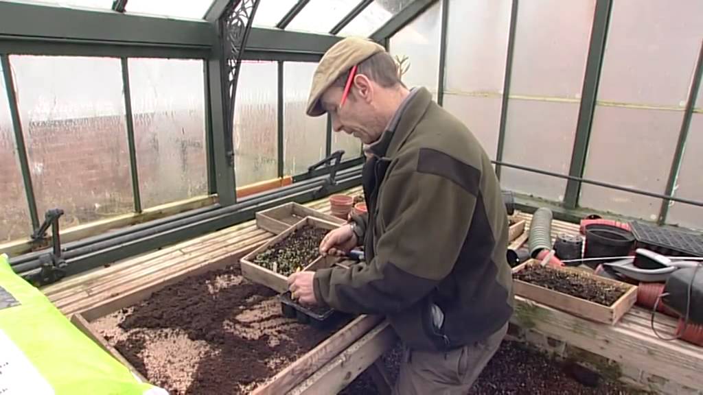 Pricking out seedlings - YouTube