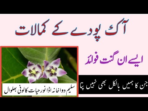 Aak k Faidy.|| Benefits of Aak Madar.|آک مدار کے فوائد و استعمالات