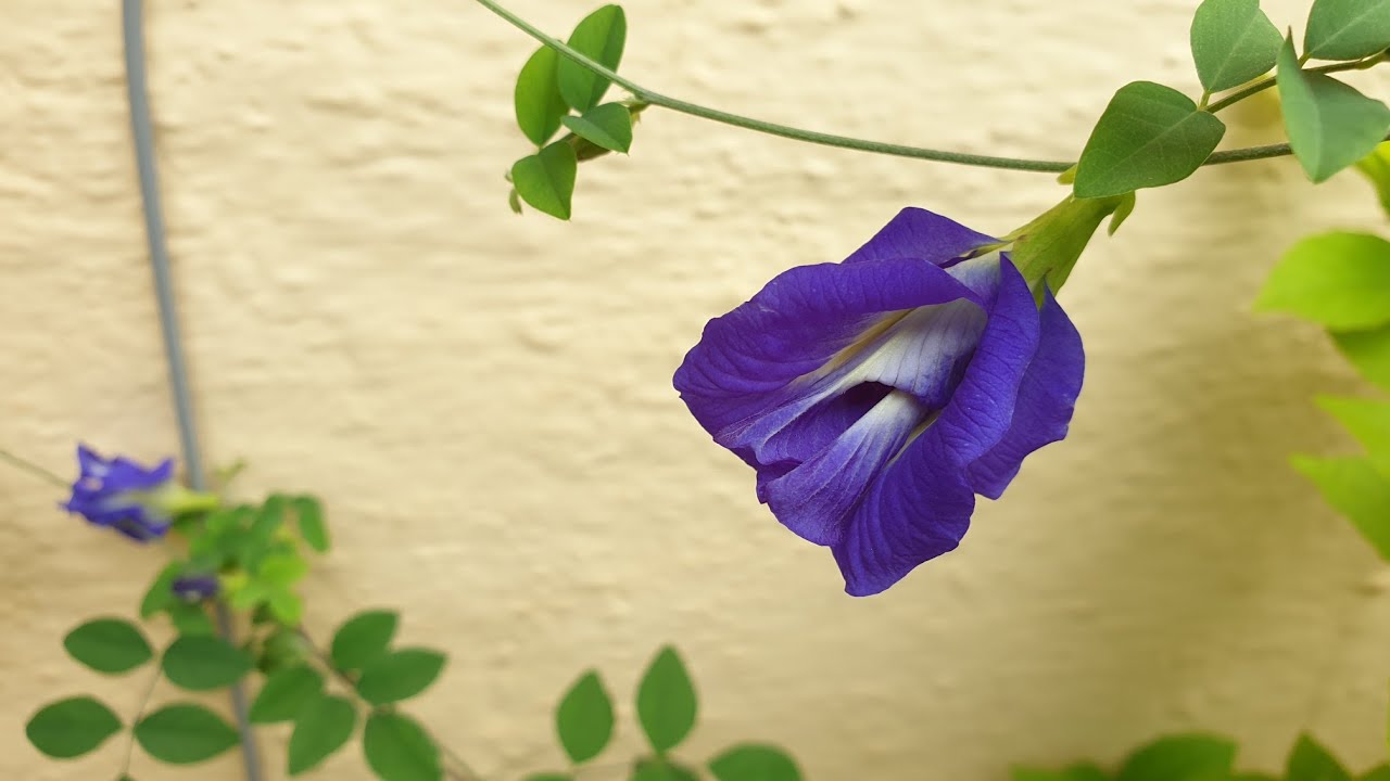 Blue Clitoria Ternatea / Shanku Pushpa /Sangu Poo - YouTube