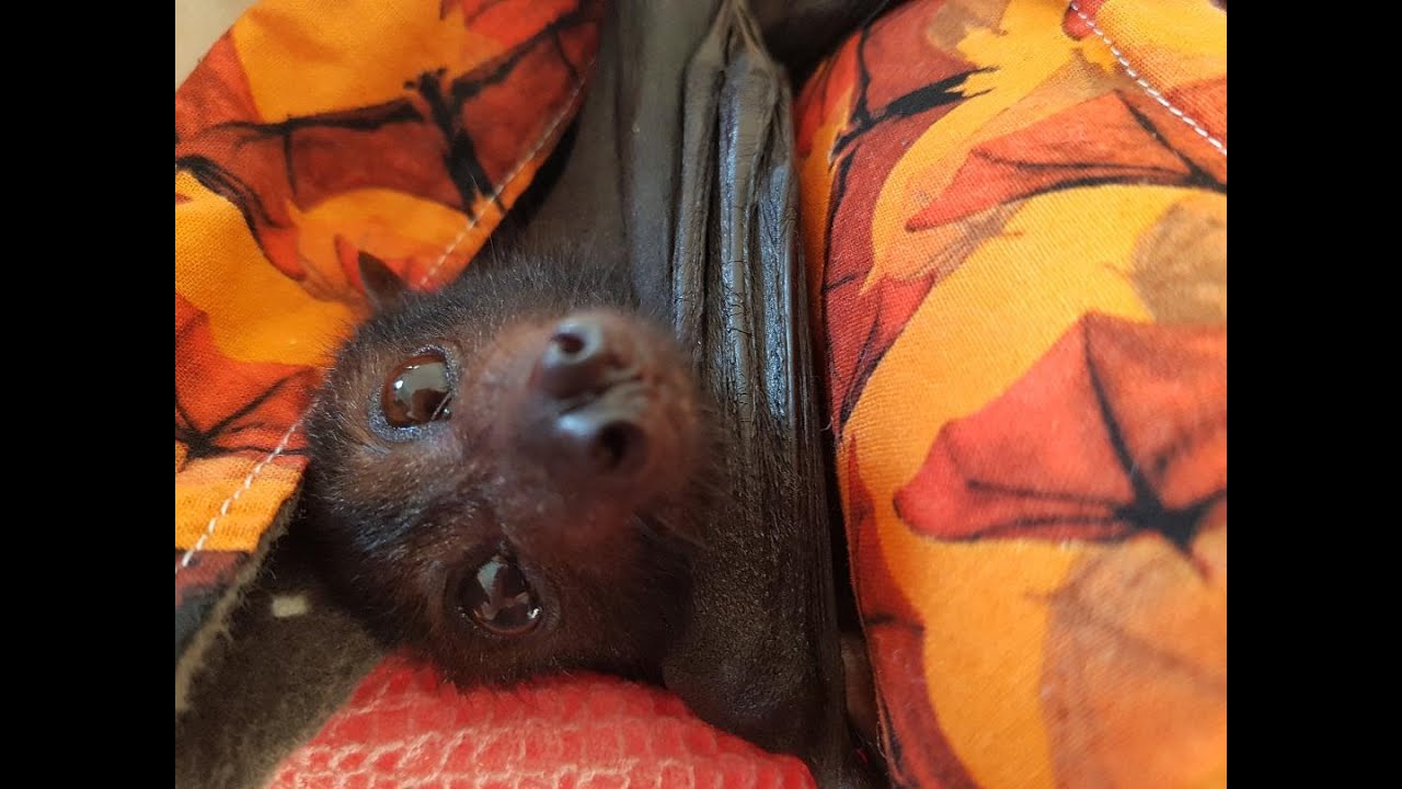 Baby Bat Max Touching Base. - YouTube