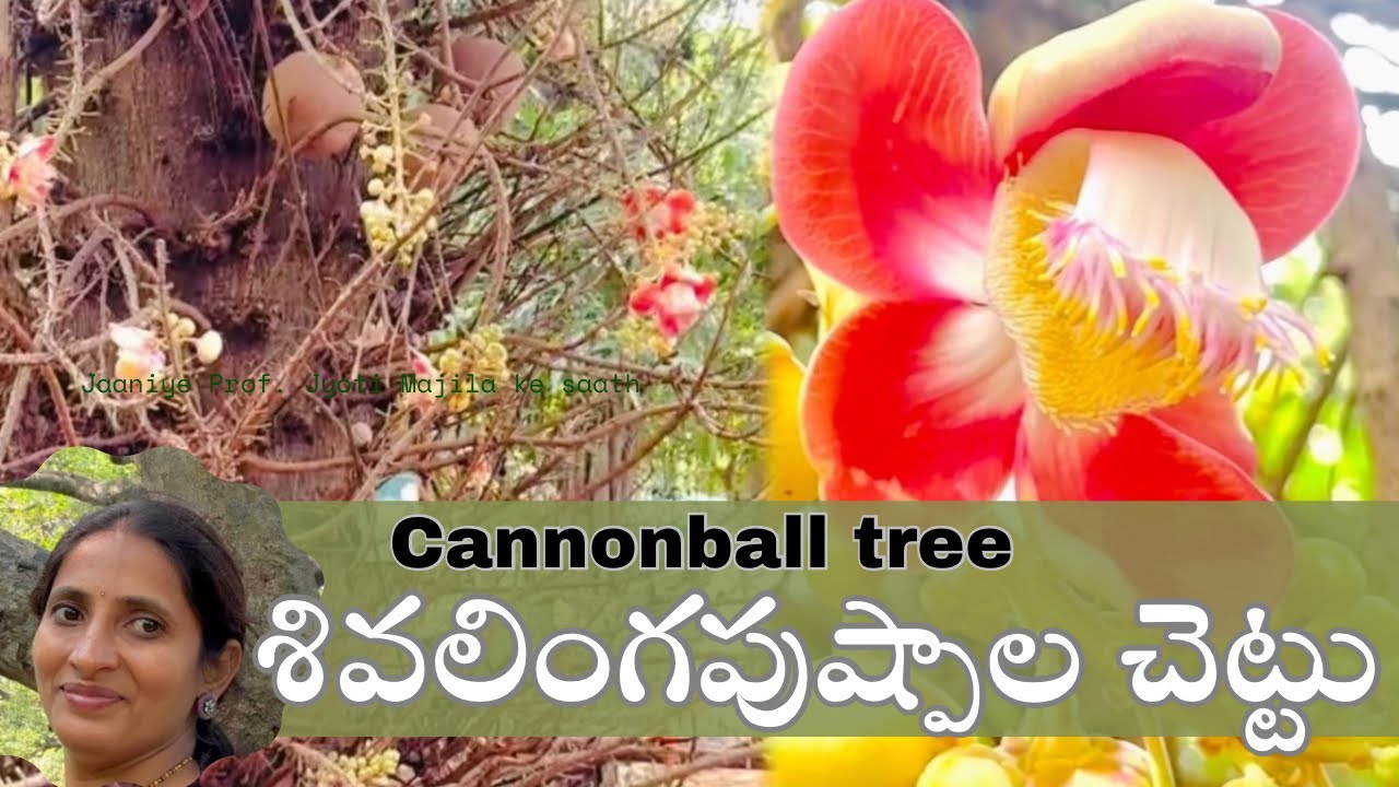 శివునికి ఇష్టమైన నాగ శివలింగ పుష్పం చెట్టు గురించి తెలుసుకుందామా ...