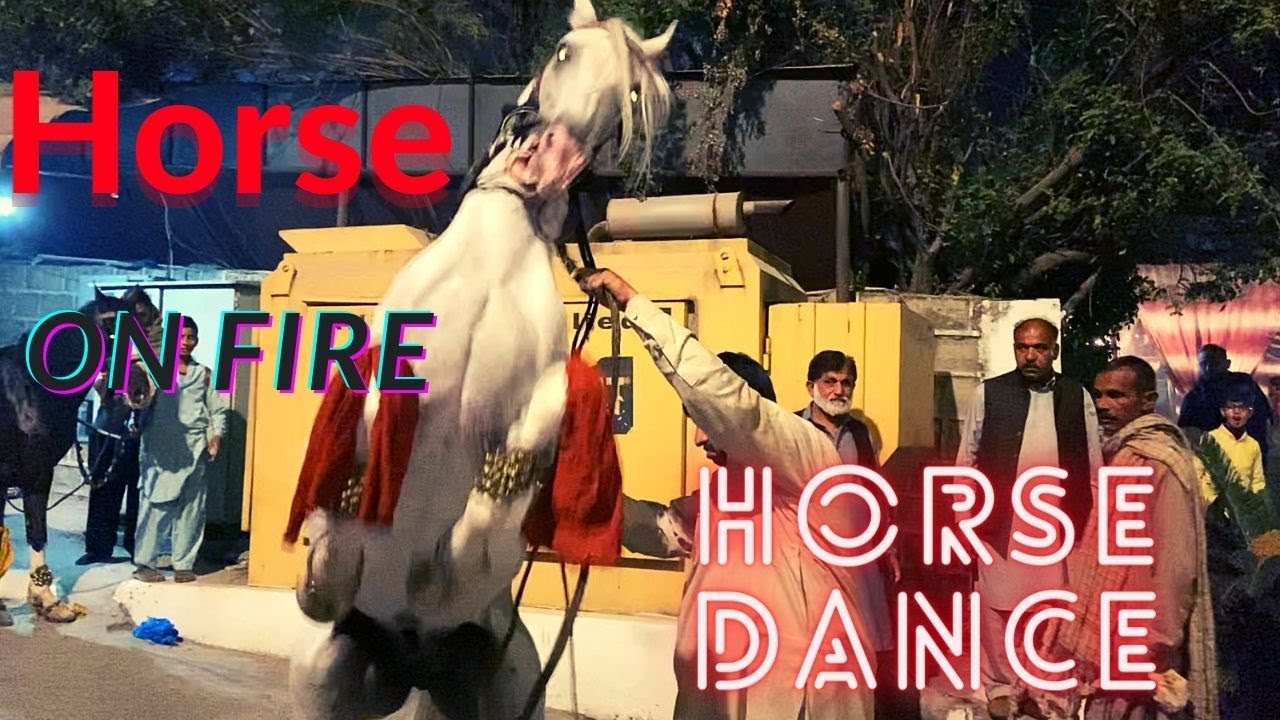 Wedding Horse Dance With Dhool In Pakistan 2021 | Amazing Horse Dance ...