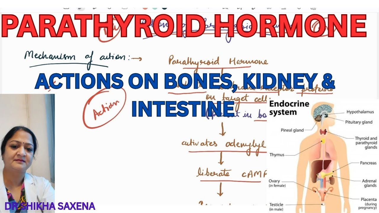 Parathyroid hormone- Actions on bones, kidneys, intestine, Mechanism of ...