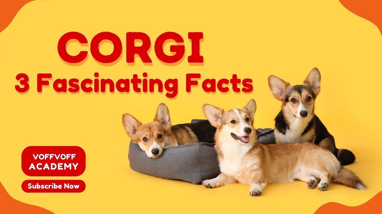Corgi Chronicles : 3 Fascinating Facts - YouTube