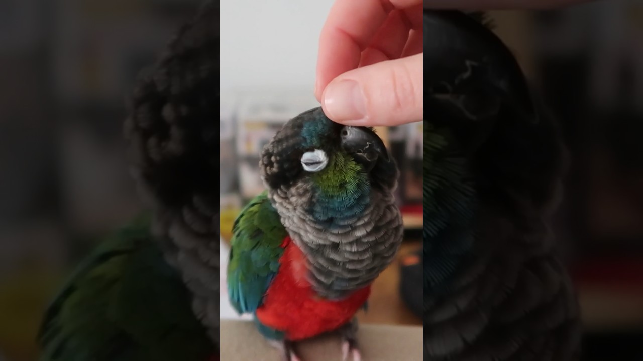 Crimson Bellied Conure Loves Cuddles! - YouTube