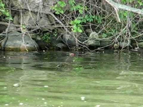 「Gangsta Fishing」 DJ☆GO in 淡路島 雷魚アタック - YouTube