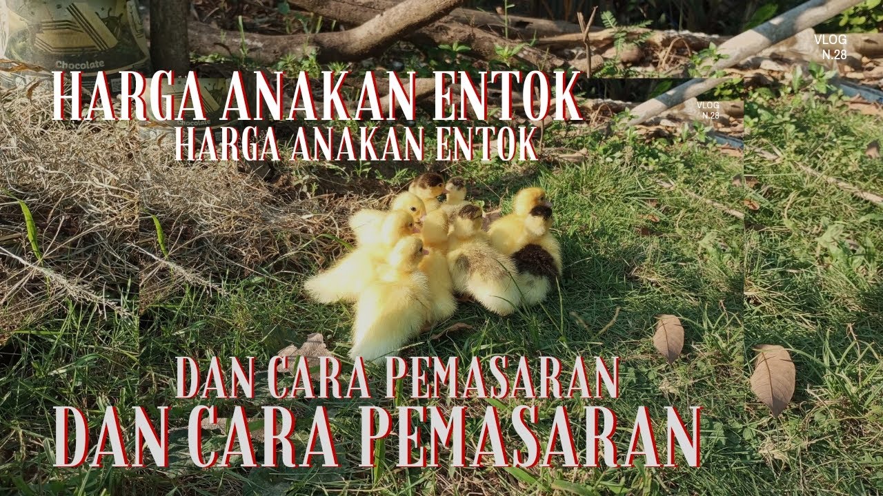 harga anakan entok dan cara pemasaranya #budidayaentok - YouTube