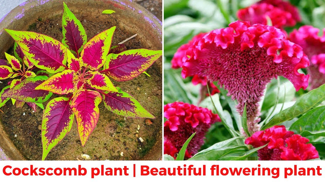 Colourful पत्तों के साथ , खूबसूरत फूलों वाला पौधा | Cockscomb plant ...