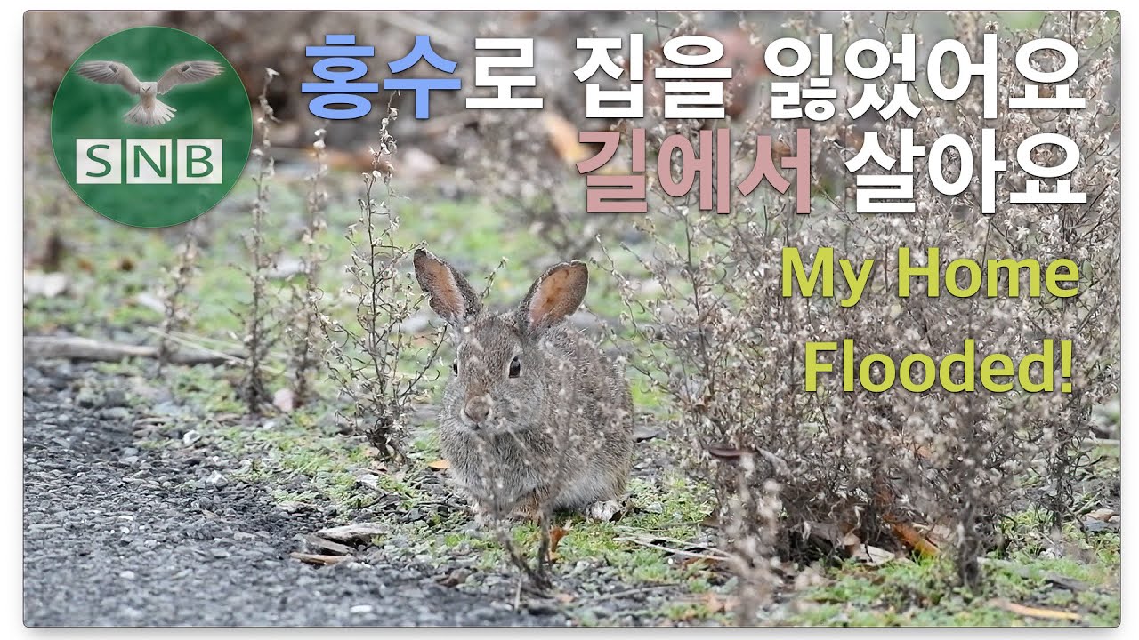 홍수로 집을 잃었어요. 길에서 살아요. : 2023 토끼 해에 만난 토끼 (My Home Flooded : Rabbit ...