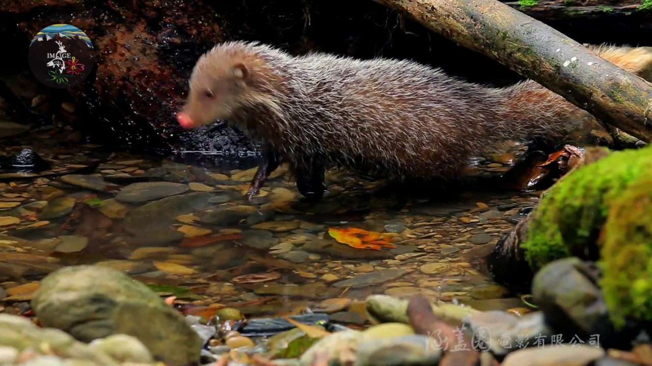 食蟹獴捉魚 crab-eating mongoose catch fish - YouTube