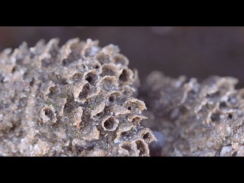 Une colle bio-inspirée | Nature = Futur ! - YouTube