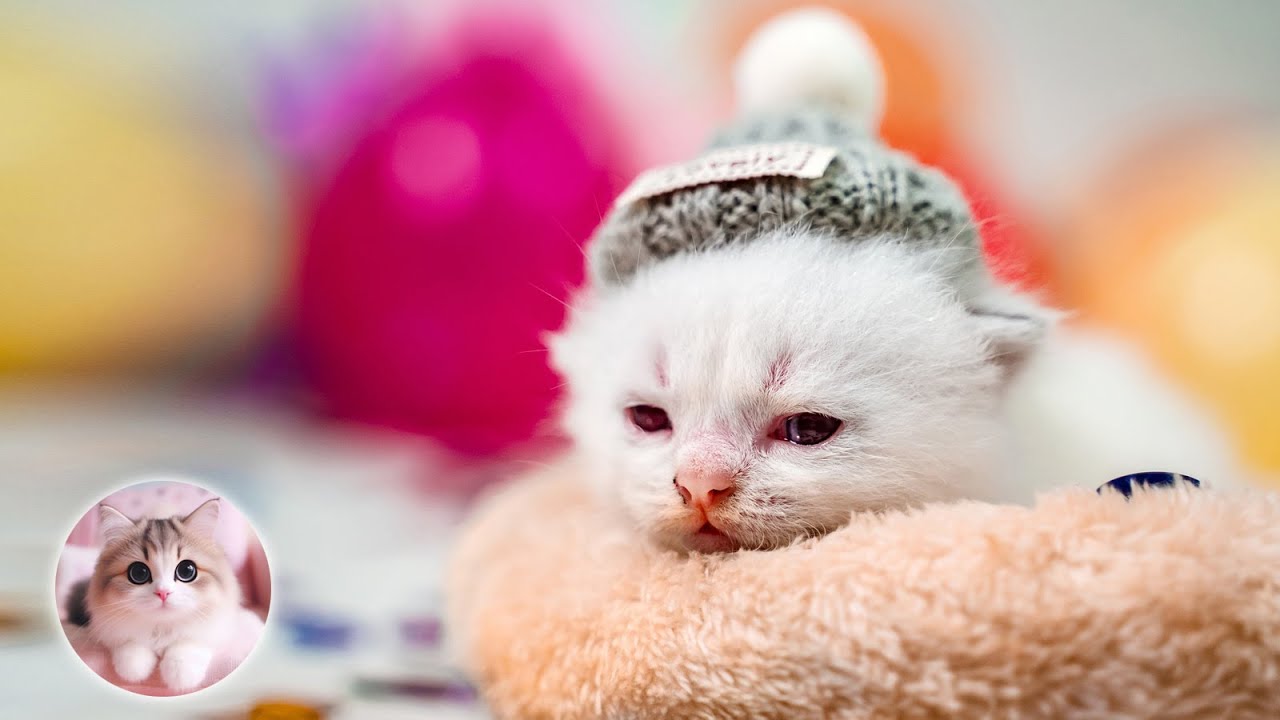 Kittens meowing (too much cuteness) - 😍 Baby Cats MEOW MEOW | Kitten ...