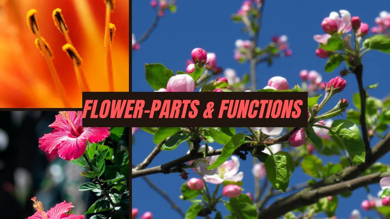 Flower_Parts & Functions - YouTube