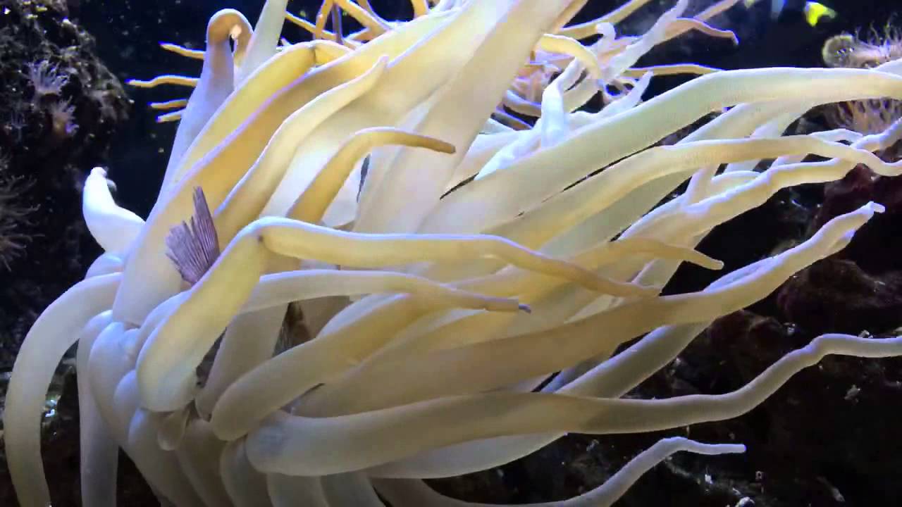 Timelapse of Anemone Eating Cardinal - YouTube
