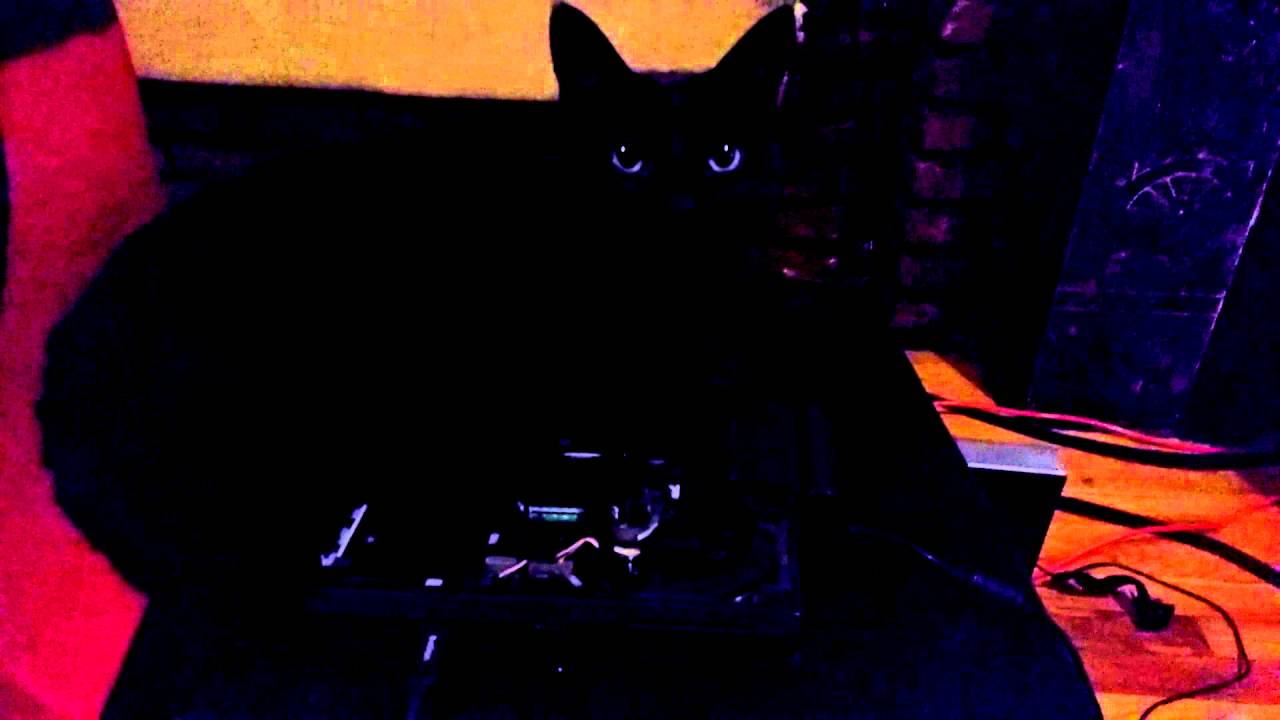 Blackberry the cat answers a question on ESD safety. - YouTube