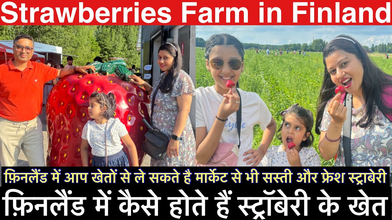Biggest strawberry farm in Finland| Train take you to Strawberry ...
