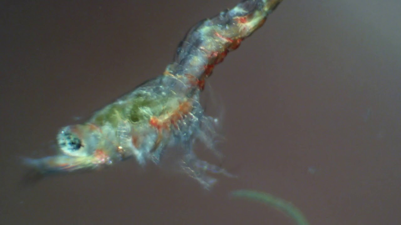 Amano shrimp larva. 2 weeks - YouTube