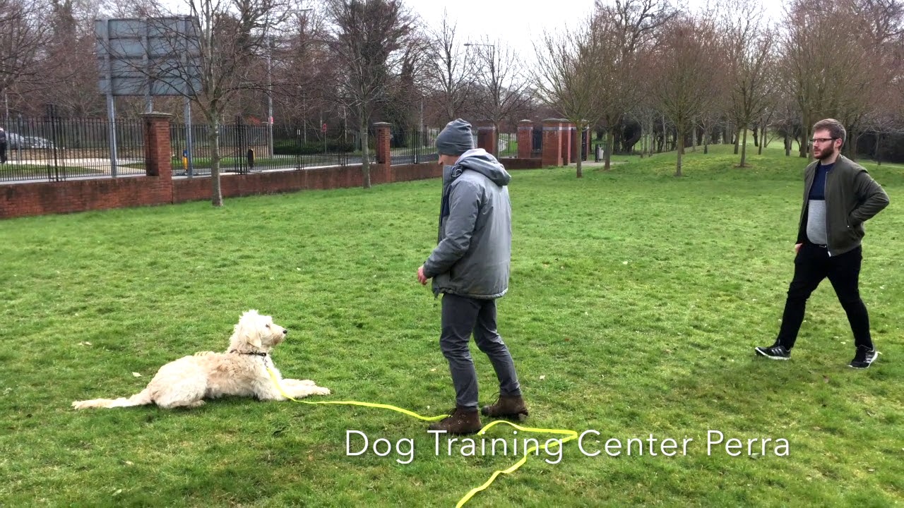 Dublin Dog Training Perra- Goldendoodle - obedience training in Dublin ...
