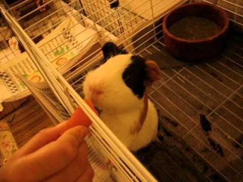 Guaiguai eating carrot!~ and doing trick~~