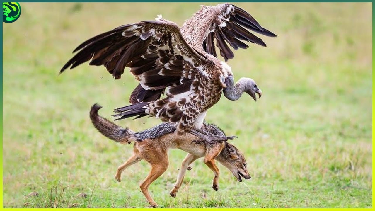 10 Shocking Moments when Prey Became Predators - YouTube