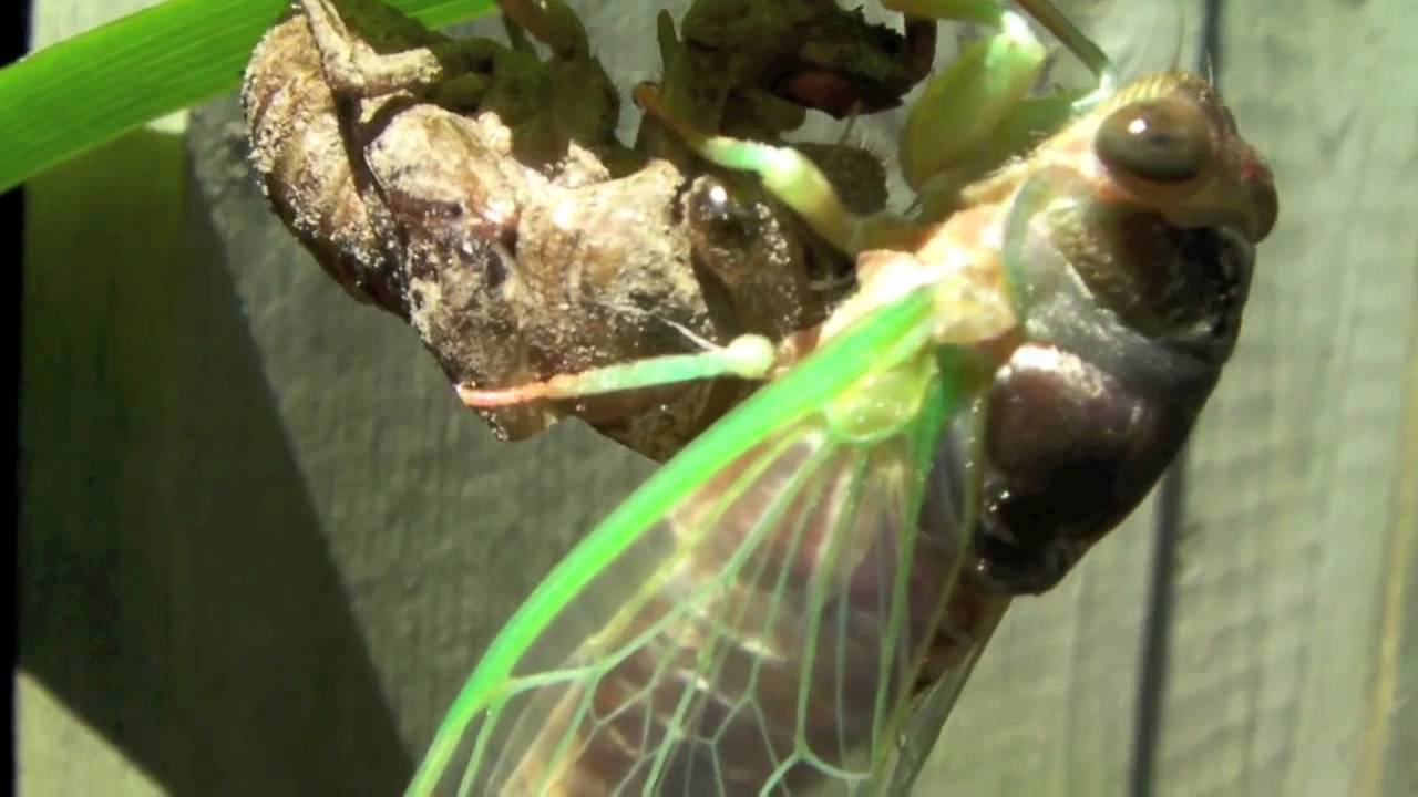 Hot Summer Cicada. August 2010. - YouTube