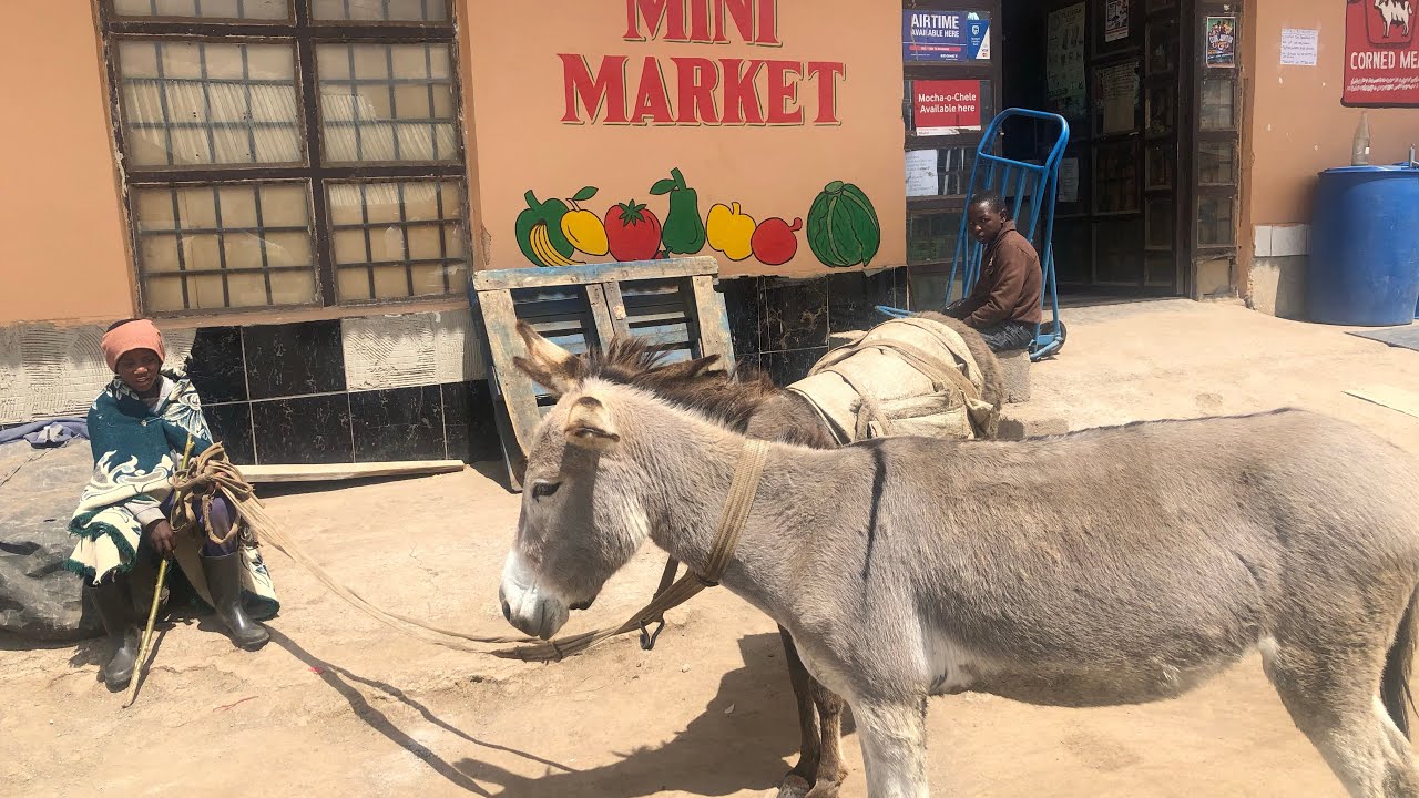 POLIHALI DAM - bitter sweet - YouTube