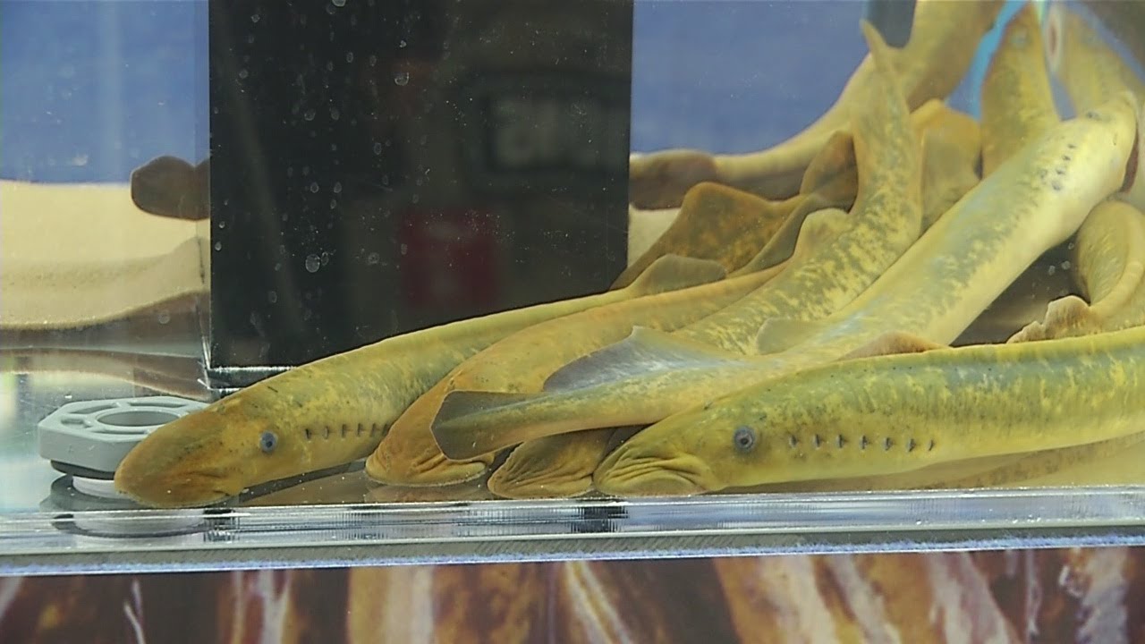 Monster in the Great Lakes - YouTube