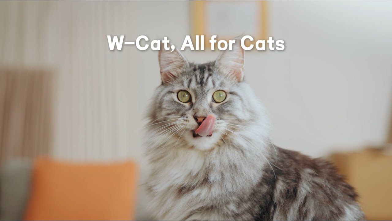 W-Cat, All for Cats - YouTube