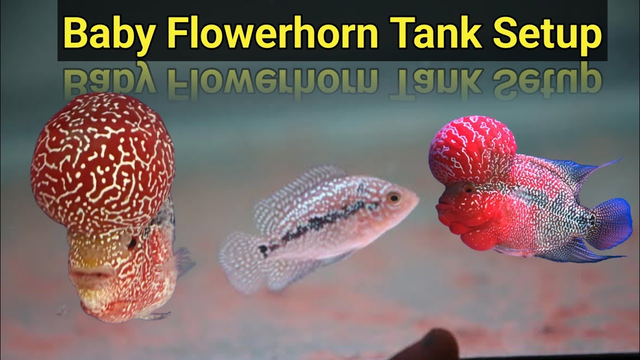 Complete Guide for baby or adult Flowerhorn // how to care baby Flowerhorn// Flowerhorn tank ...