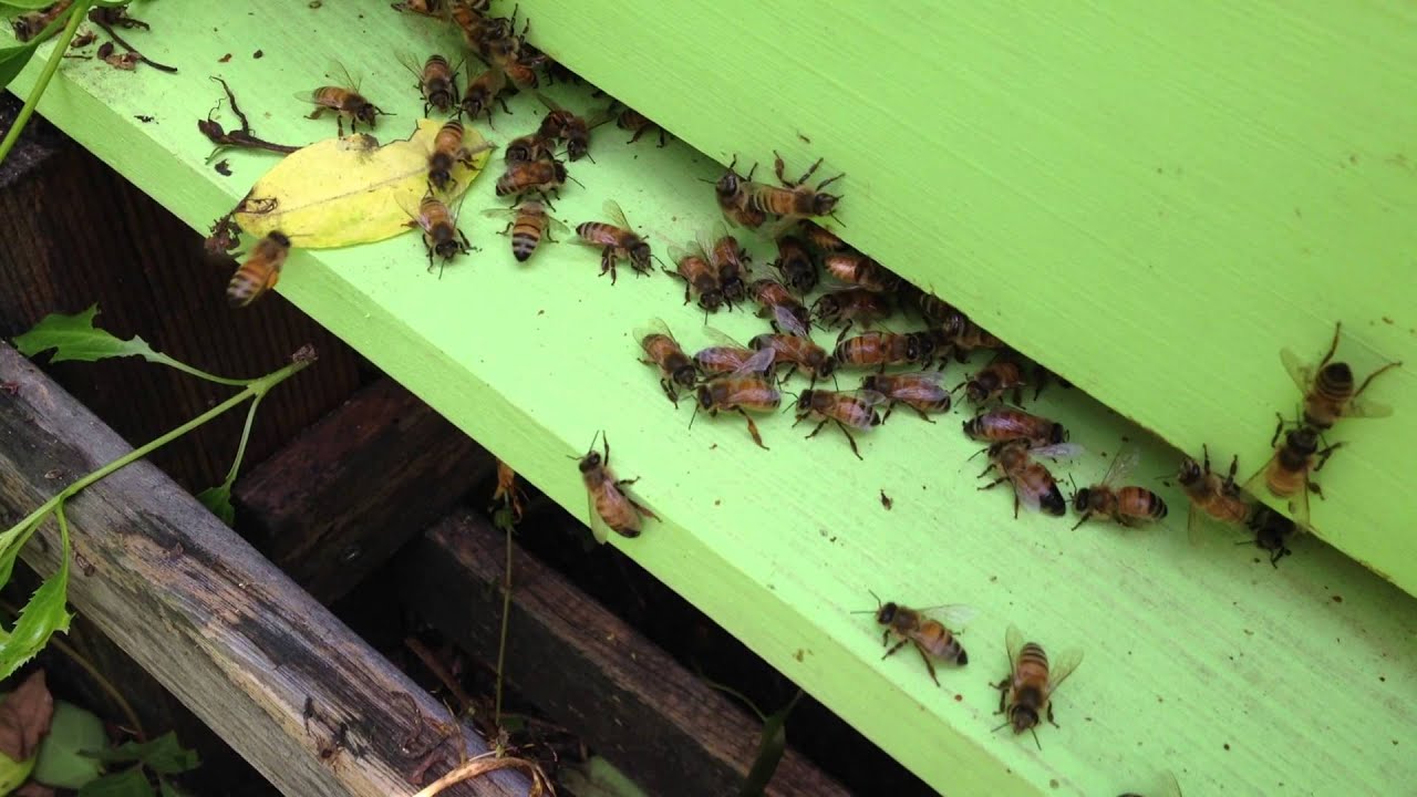 Bees Encountered Pesticide Poisoning - YouTube